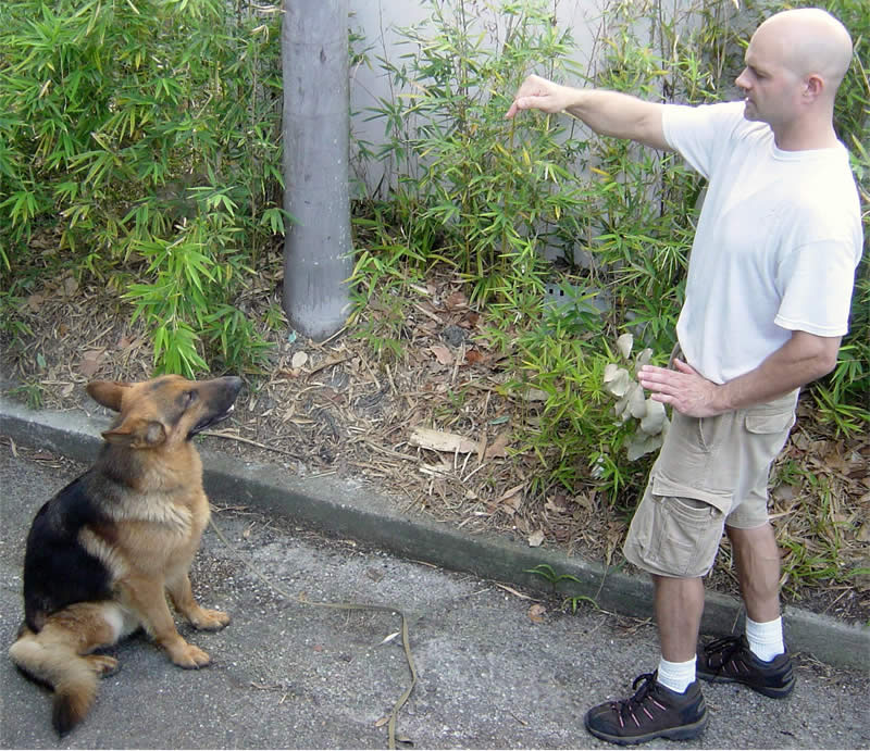 Brian Gisi's Model Behavior Animal Training: Pet Training